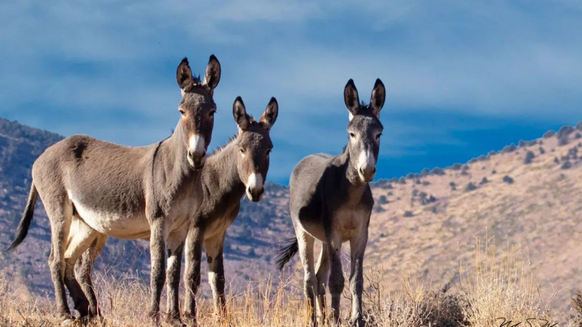Liberan millones de burros para salvar uno de los desiertos más ...