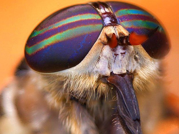 Parece ciencia ficción: las 10 caras de insectos más sorprendentes