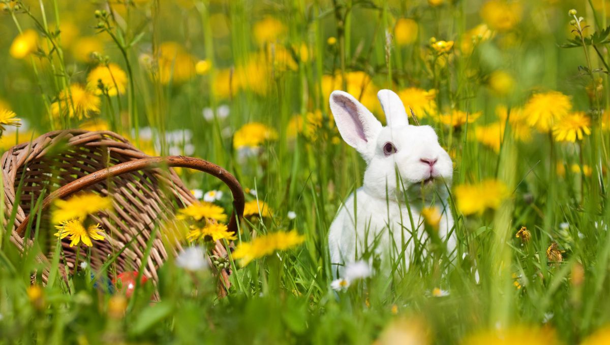 ¿Cuál es el origen del Conejo de Pascuas?