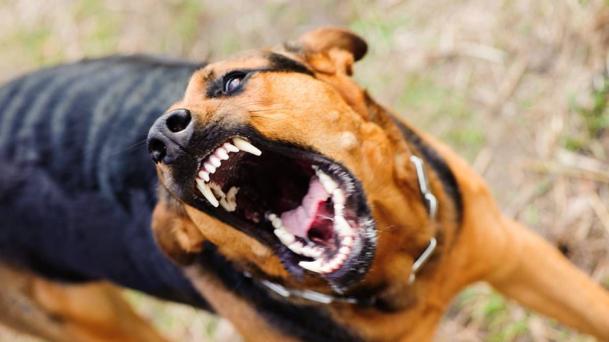 Respirá hondo al saber por qué los perros muerden a las personas