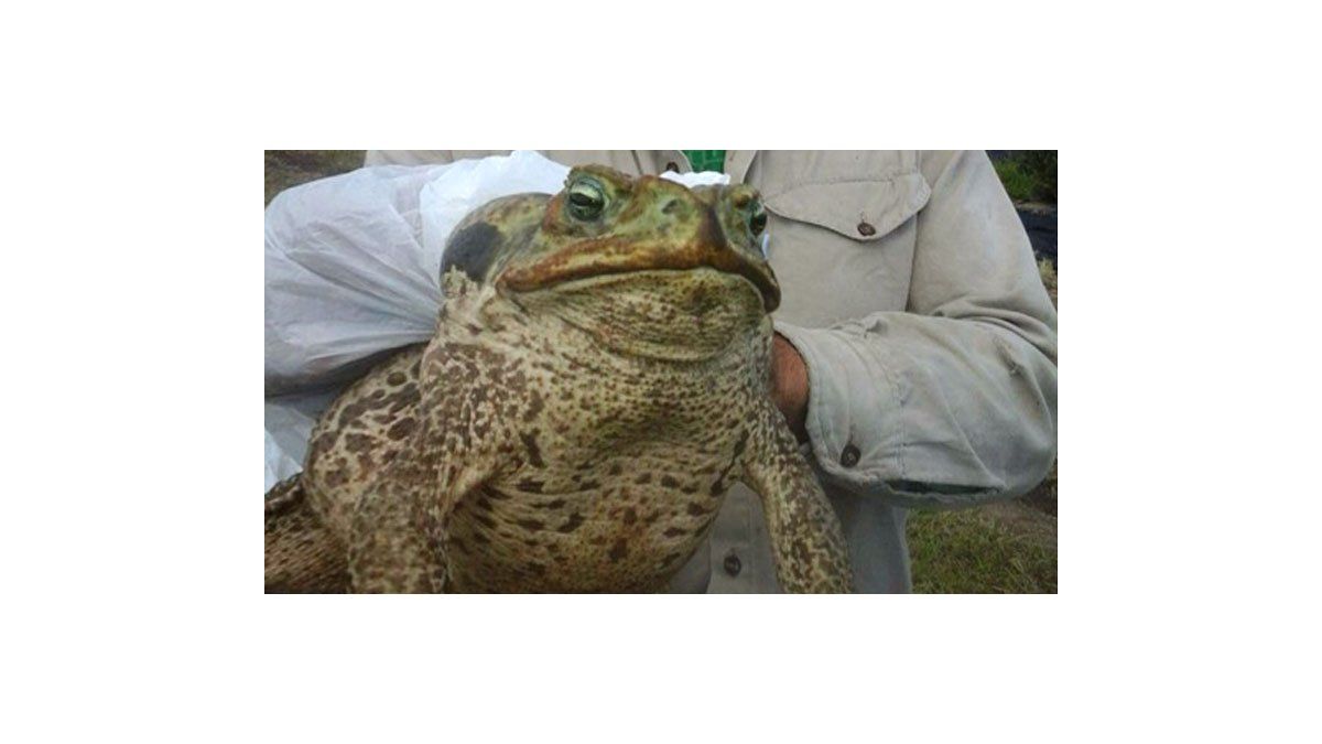 Estupor por la aparición de un enorme sapo mutante