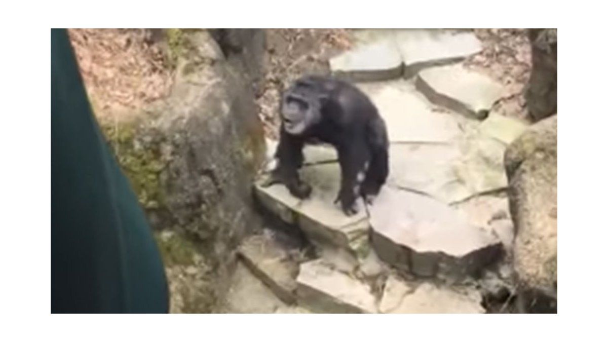 Mono cochino le arrojó caca en la cara a una dulce abuelita