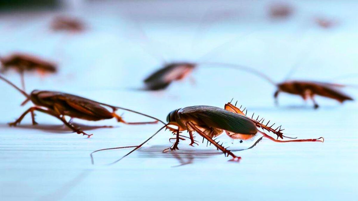 La planta tropical y colorida que debes evitar tener en tu cocina: atrae a las cucarachas