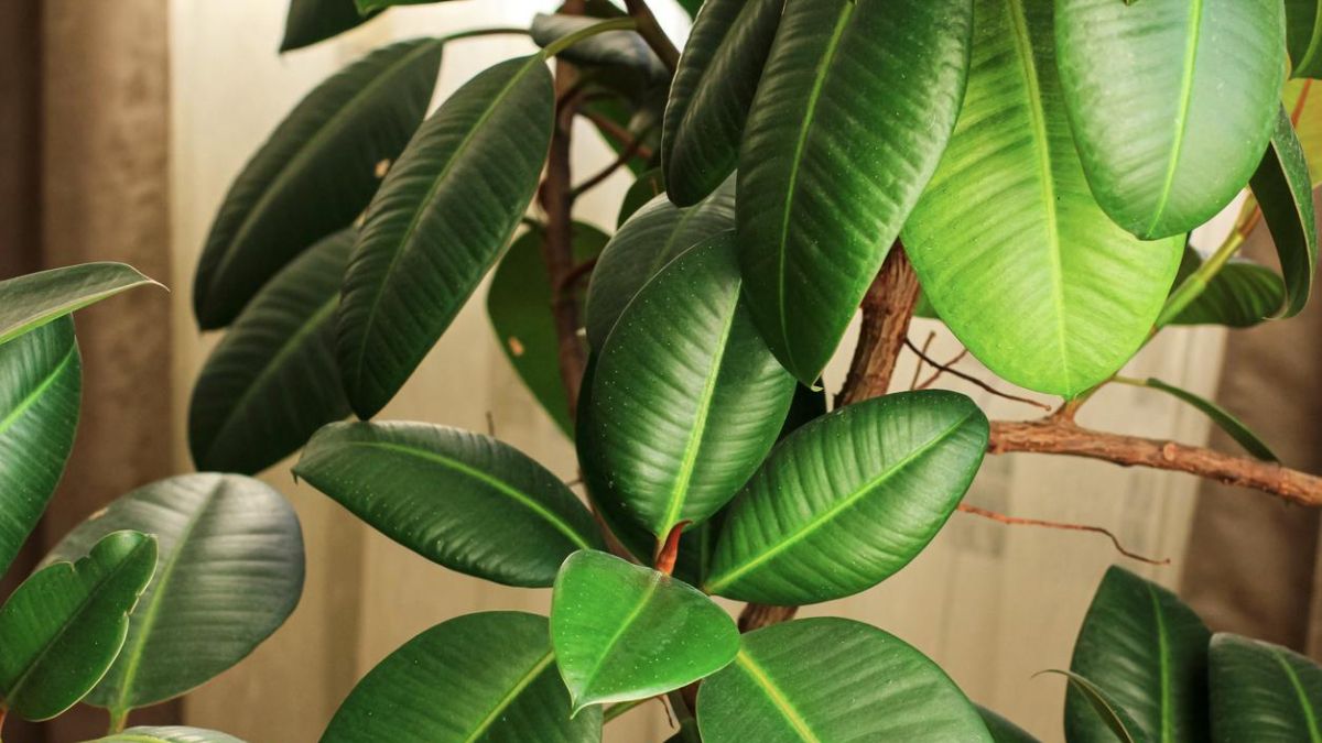 Mantén la calma para conocer el truco para cuidar tu ficus elástica
