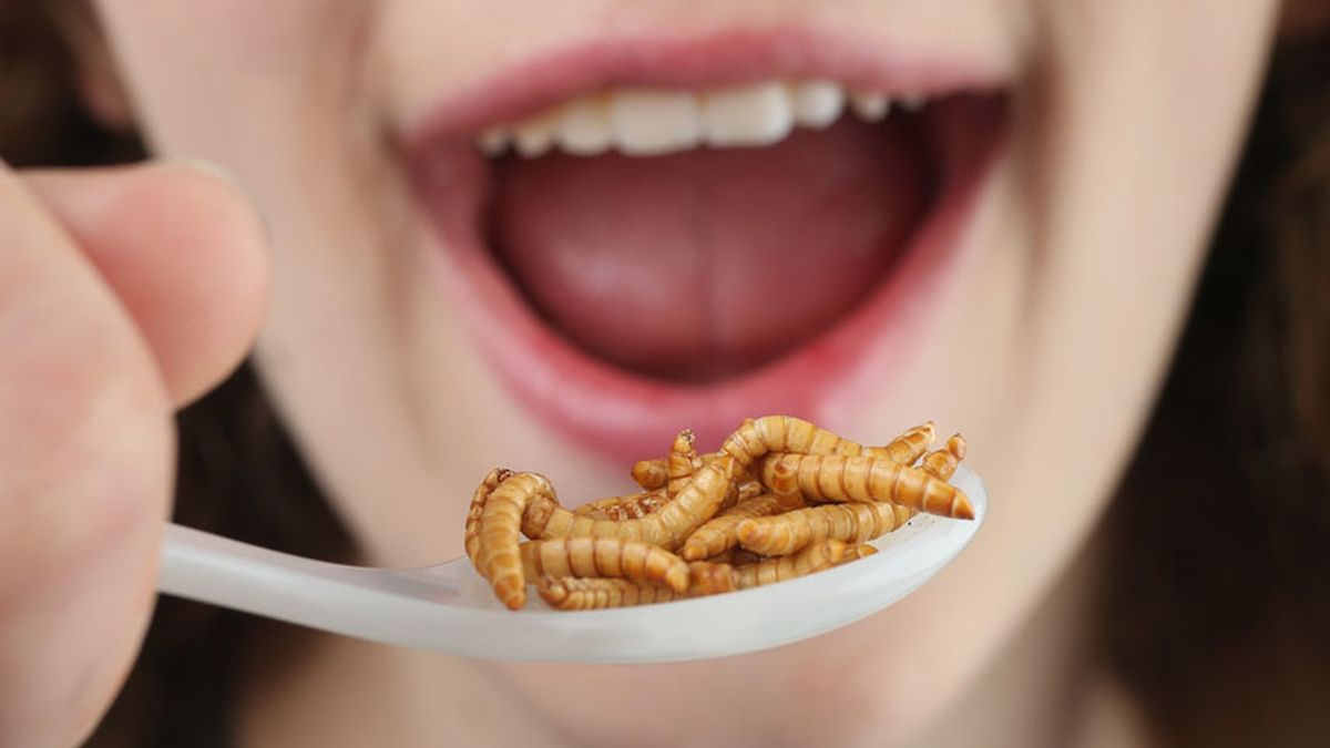 ¿Cómo te ves comiendo gusanos o un snacks de grillos?