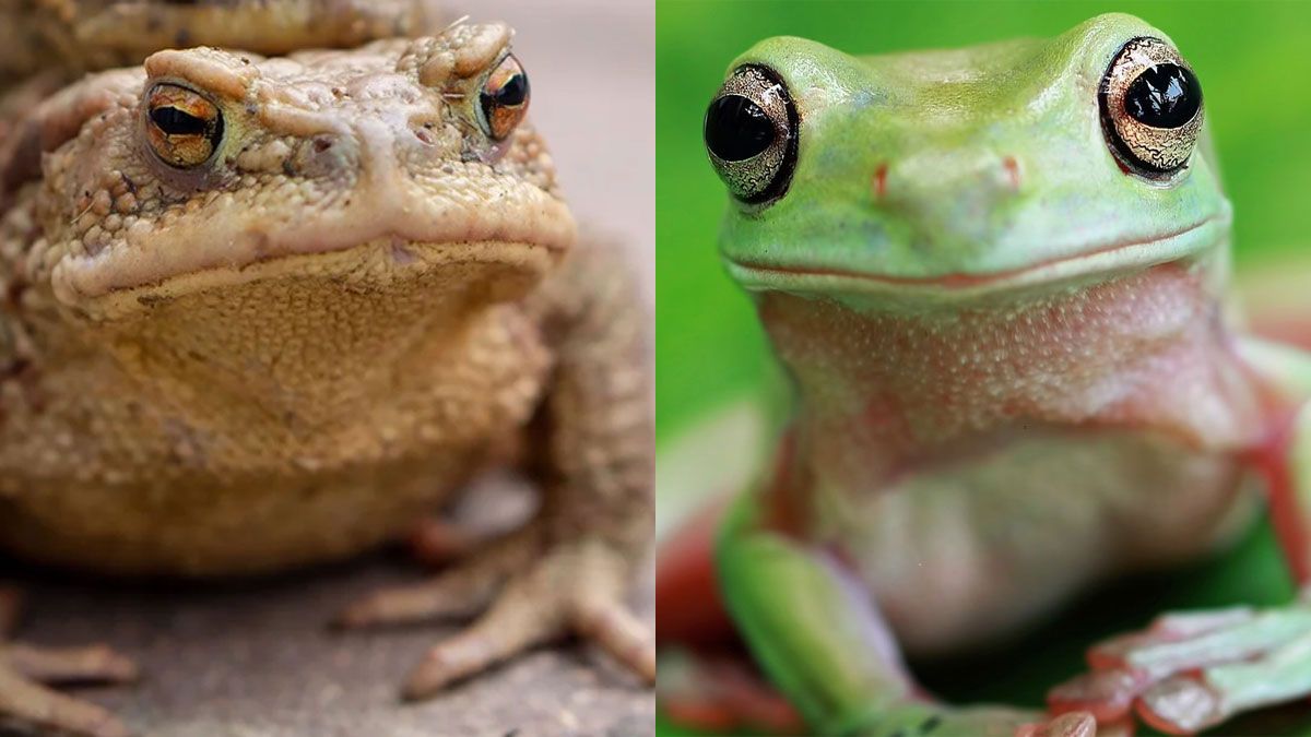 Cuáles son las diferencias que hay entre un sapo y una rana