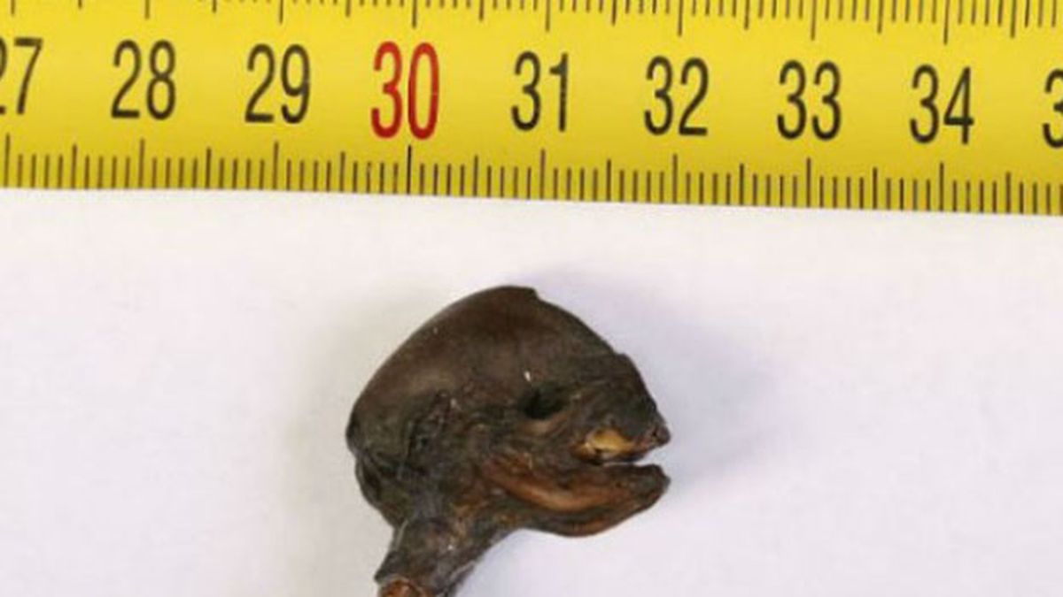 Aseguran haber encontrado un feto extraterrestre