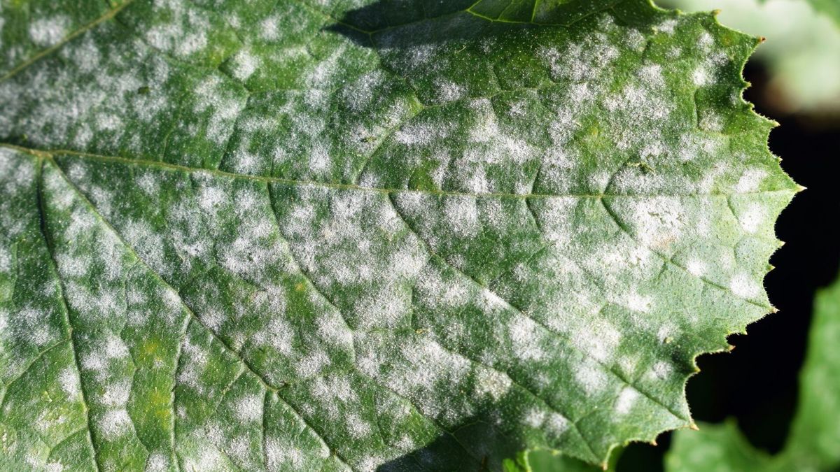 La plaga más dañina del jardín: cómo combatirla y proteger a tus plantas