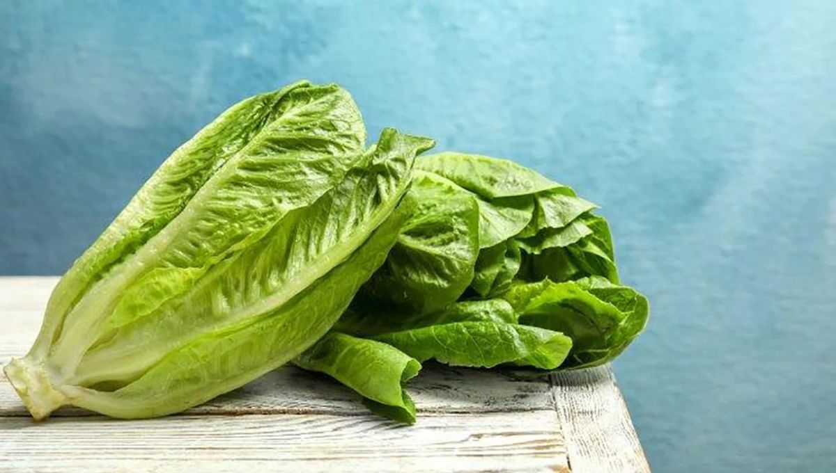 El eficaz truco para conservar la lechuga fresca por más de 60 días ...