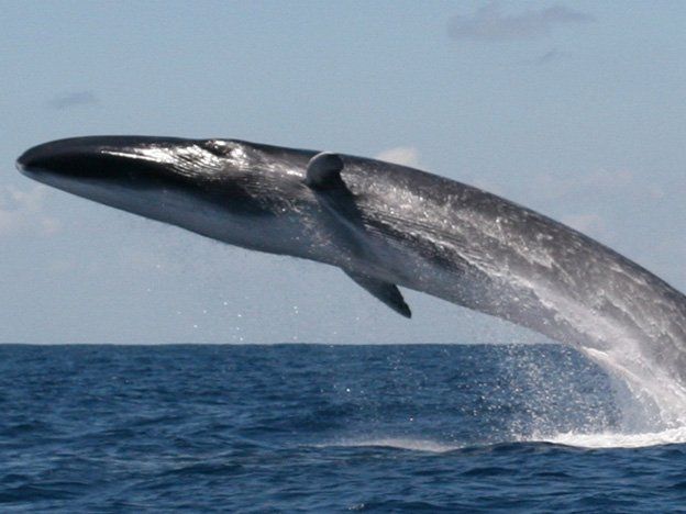 Una ballena saltando por los aires