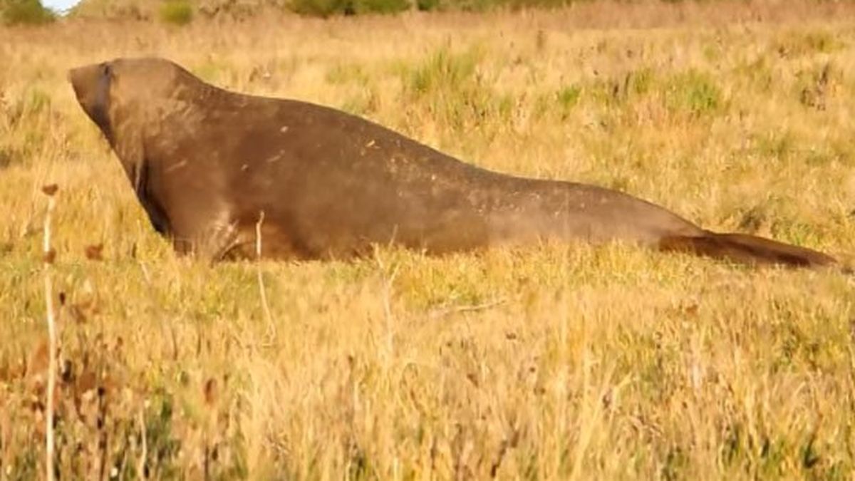Un elefante marino apareció en medio del campo