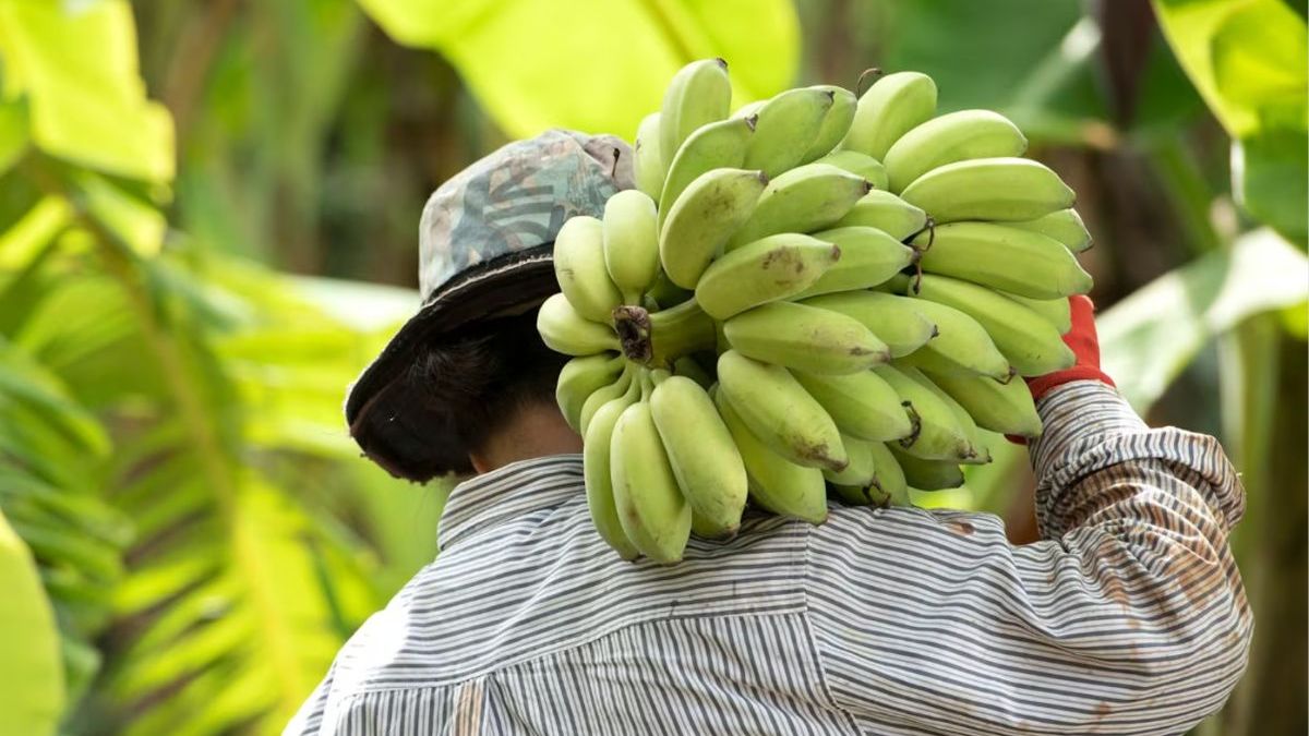 El país de América Latina conocido como la república bananera, posee la ...