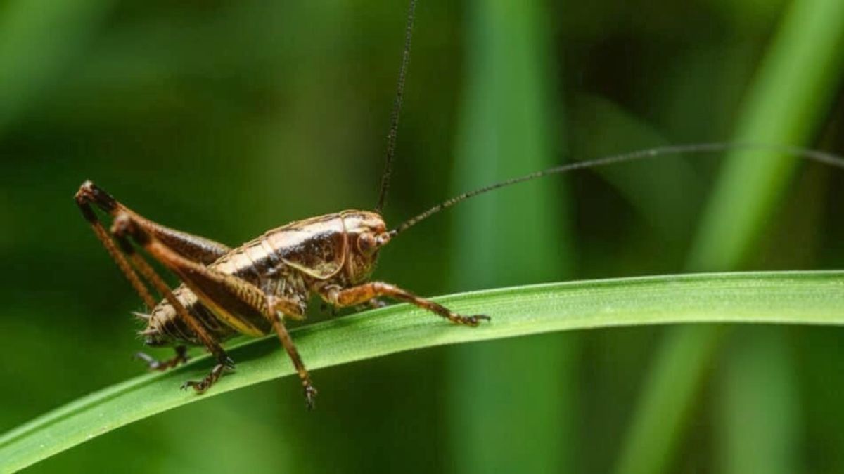 No les hagas daño: conoce el significado de que un grillo visite el ...