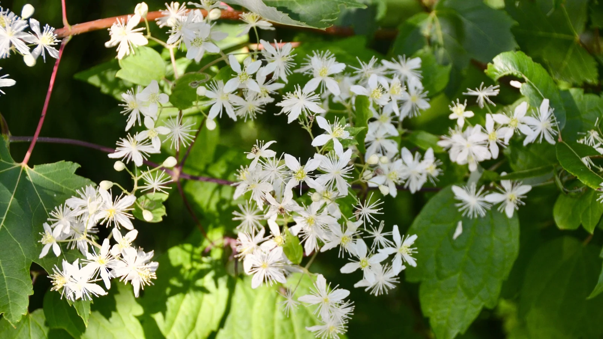 La planta trepadora que florece en grandes racimos y embellece las ...