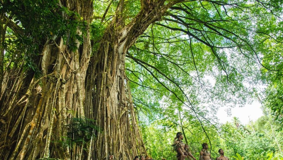 Test de personalidad: elige un árbol y descubre cómo es tu forma de vida
