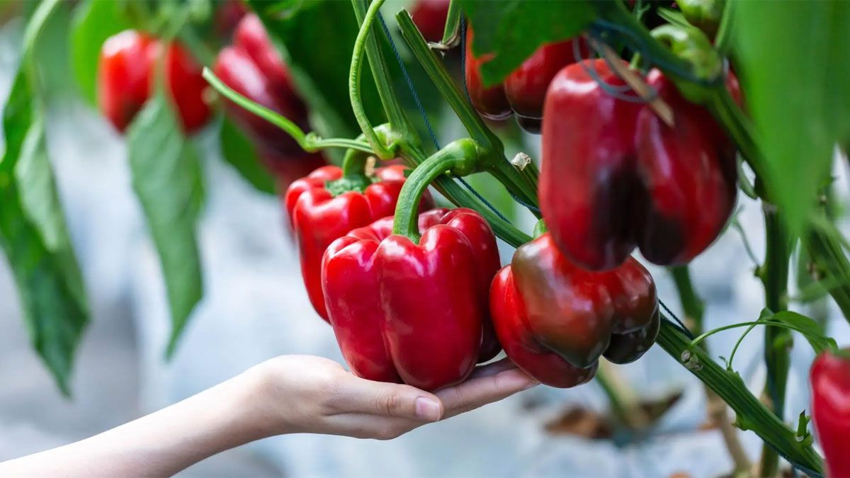 Receta de pimientos morrones en conserva