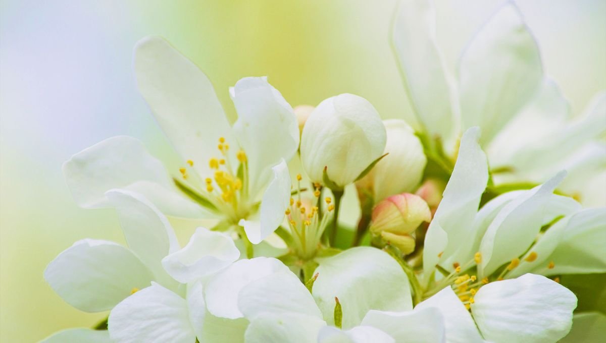 La palabra del día es candor: ¿qué significa?