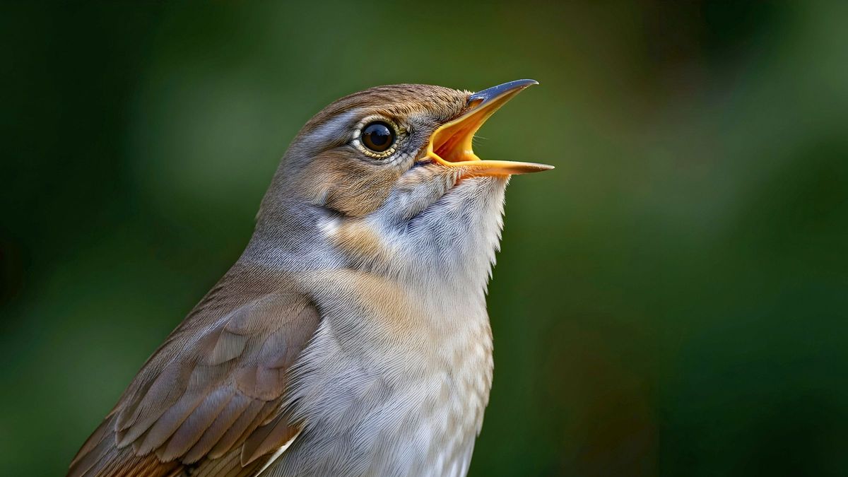El ave que te despierta con un concierto de canto en primavera y ...