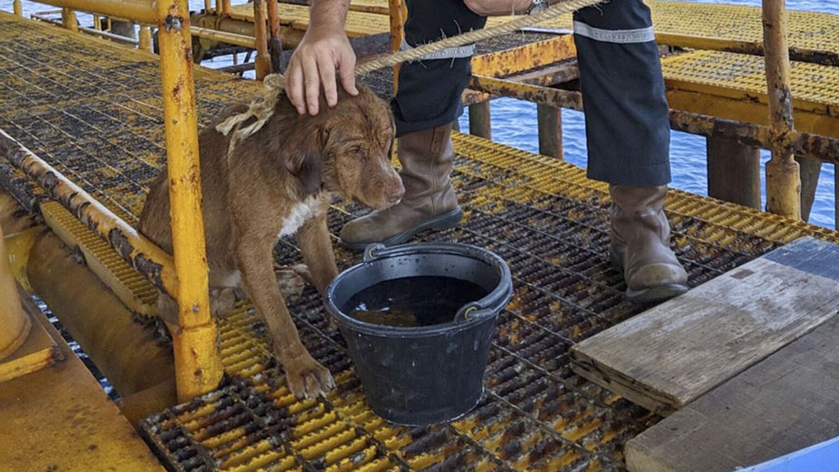 Para vos Meolans: este perrito nadó 220 km hasta una plataforma petrolera