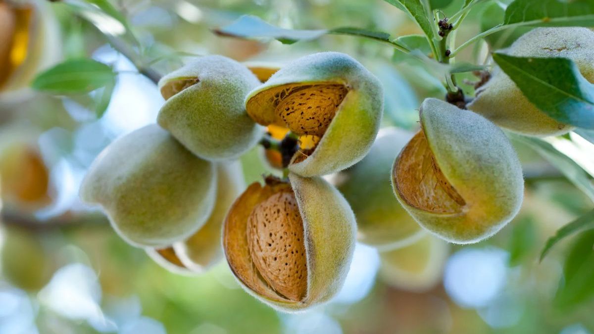¿Cómo se llama el árbol de la almendra? Pocas personas lo saben