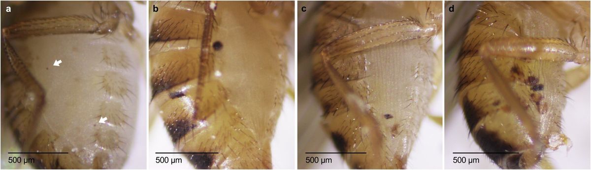 Descubren de casualidad en Mississippi un insecto que parece salido de ...