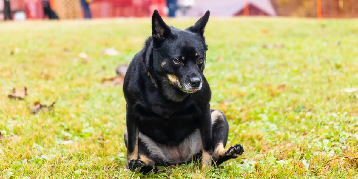 Qué significa que mi perro arrastre el trasero por el piso