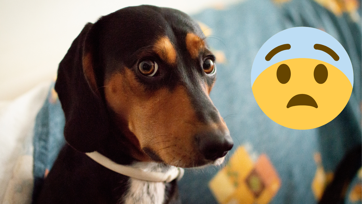 El truco infalible para tranquilizar a perros con miedo, según los expertos