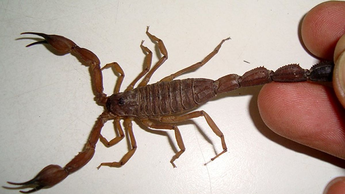 Un alacrán picó a una mujer embarazada en un colectivo