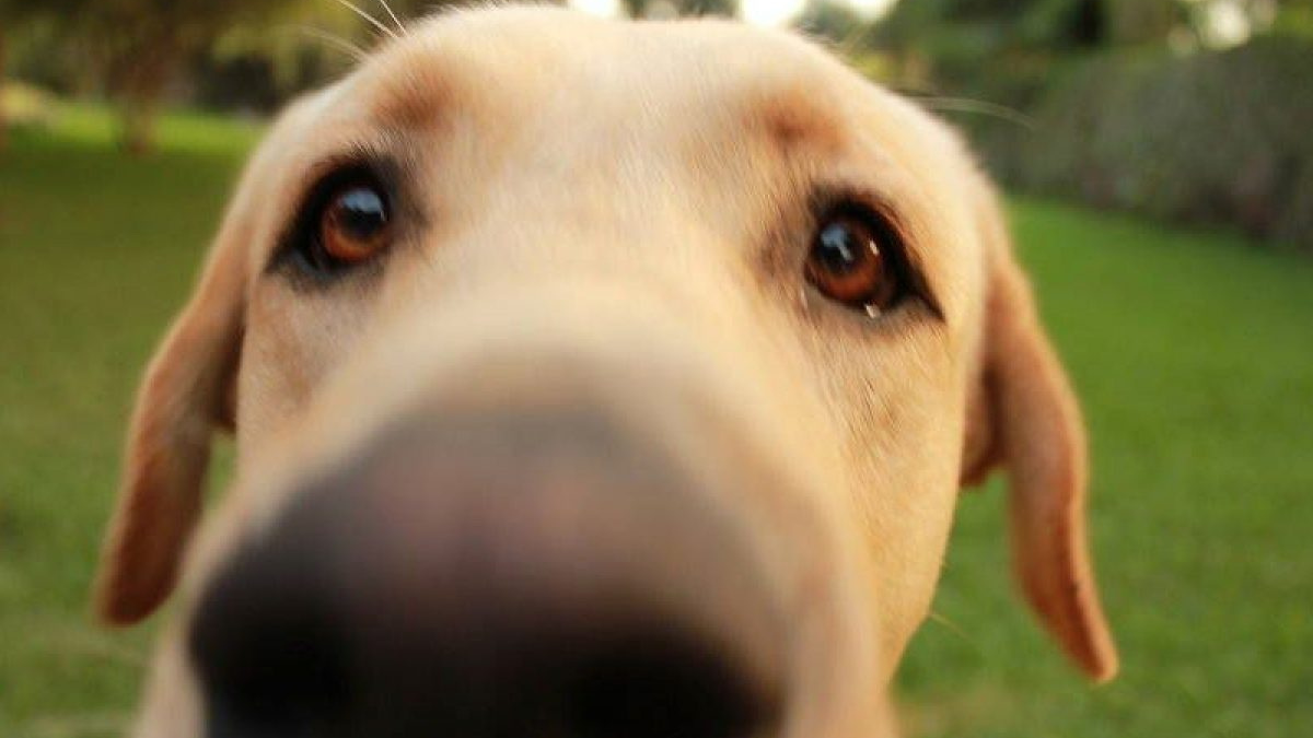 Qué significa que mi perro se quede mirando fijo a la nada