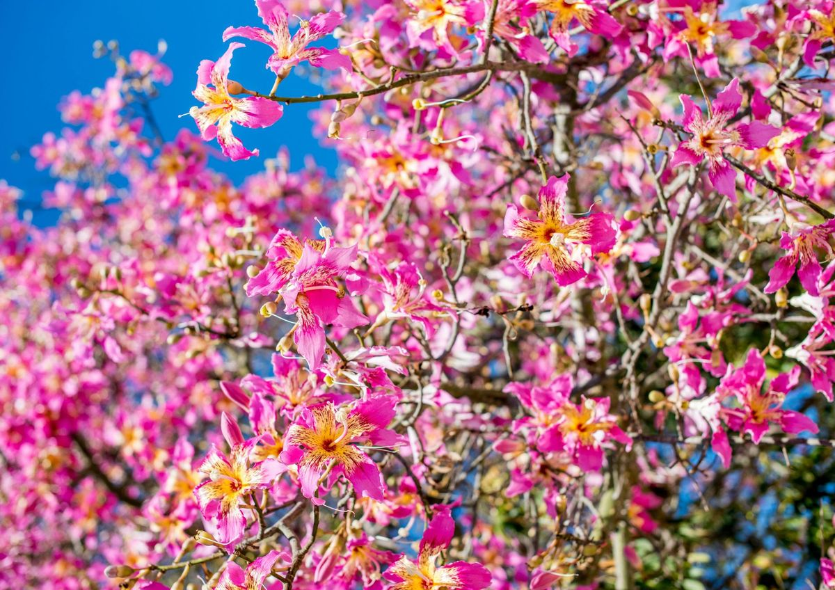 Problemas de plantas: ¿por qué mi palo borracho pierde tantas hojas?