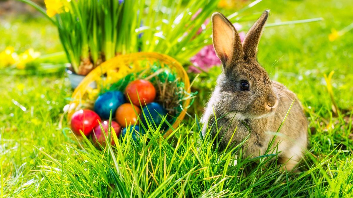 ¿Cuál es el origen del Conejo de Pascuas?
