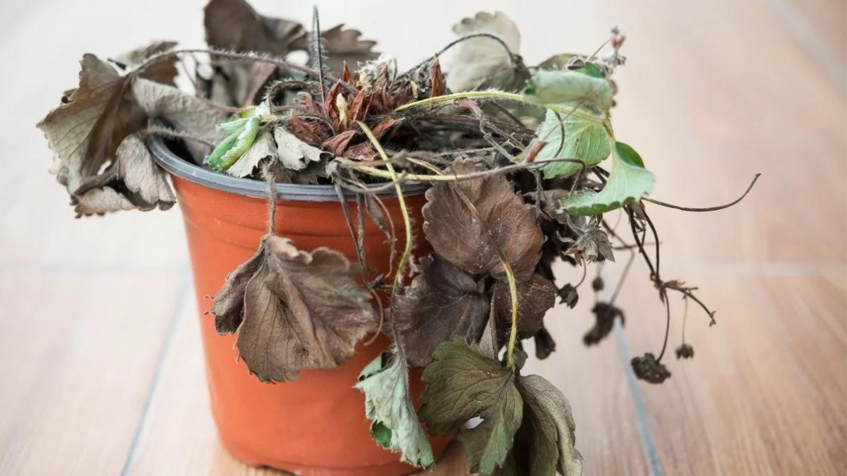 Qué significa tener plantas marchitas en la casa para el Feng Shui