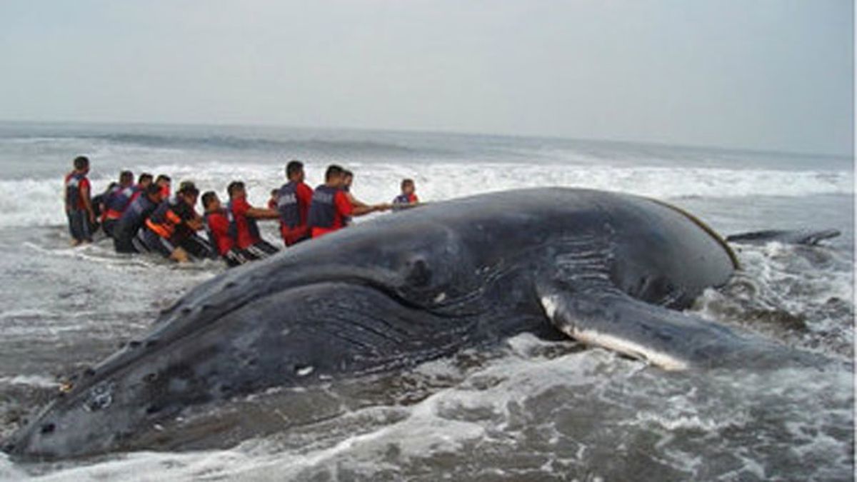 Rescataron a una ballena atascada entre redes de pesca