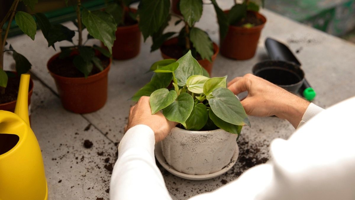 Plantas: cómo trasplantar de agua a tierra y que no mueran en el intento