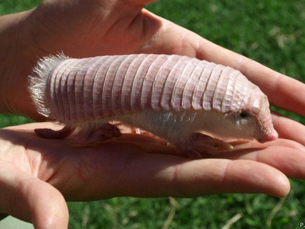 El extraordinario pichiciego, una curiosidad mendocina