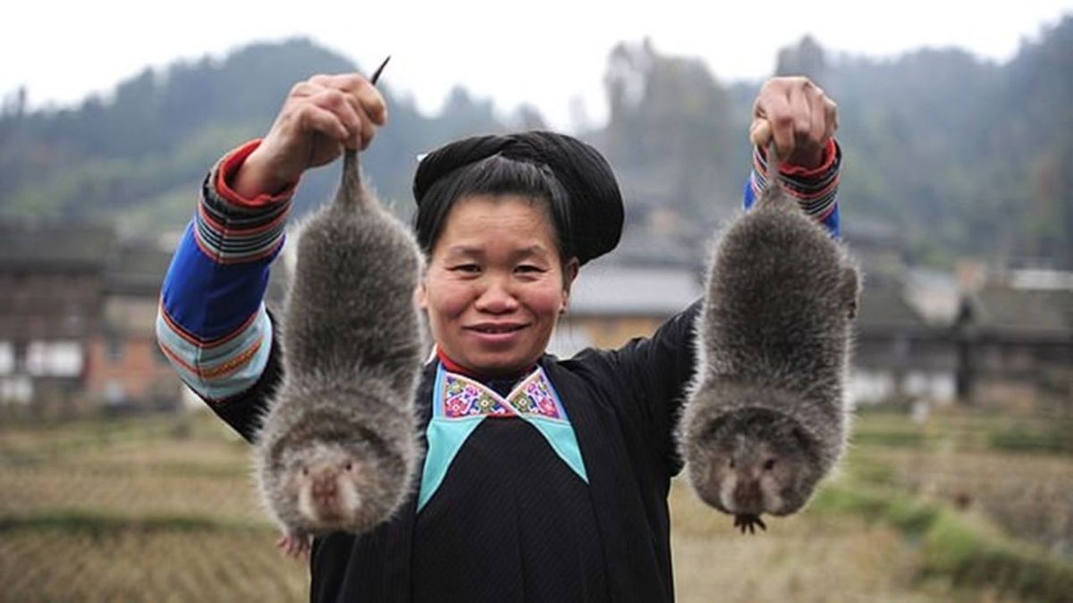 Crían ratas nutritivas y las venden como plato gourmet