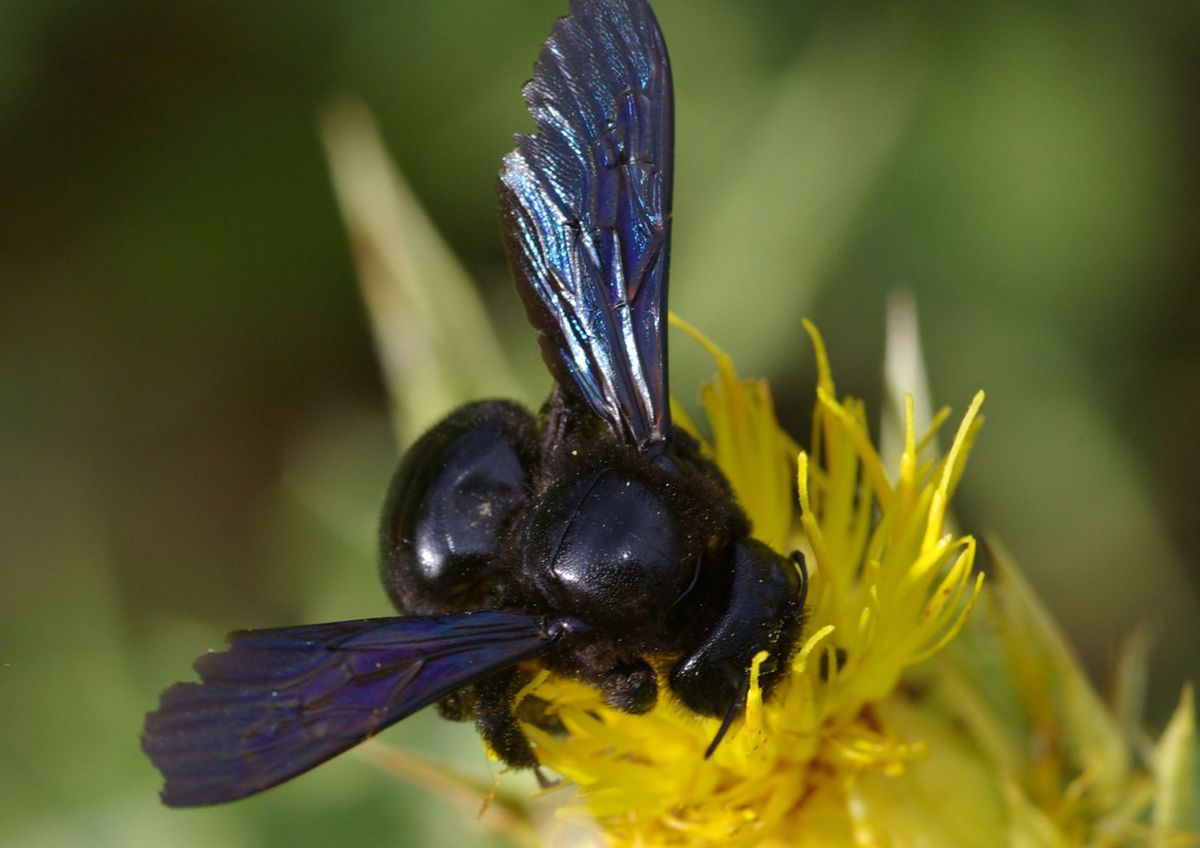 Cómo alejar las abejas carpinteras de casa con un repelente casero y ...