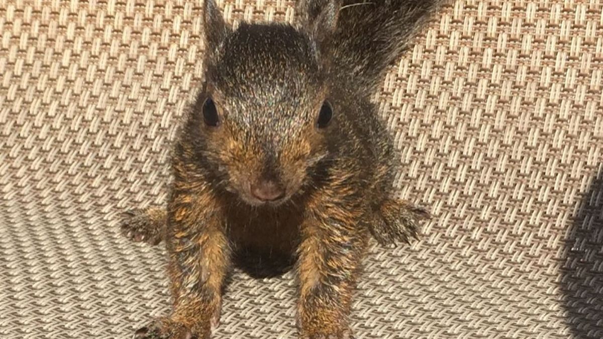 La policía de Nueva York confiscó a Peanut, la ardilla que se hizo una estrella de internet