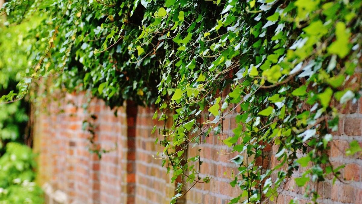 7 plantas trepadoras ideales para sumar y embellecer tu jardín