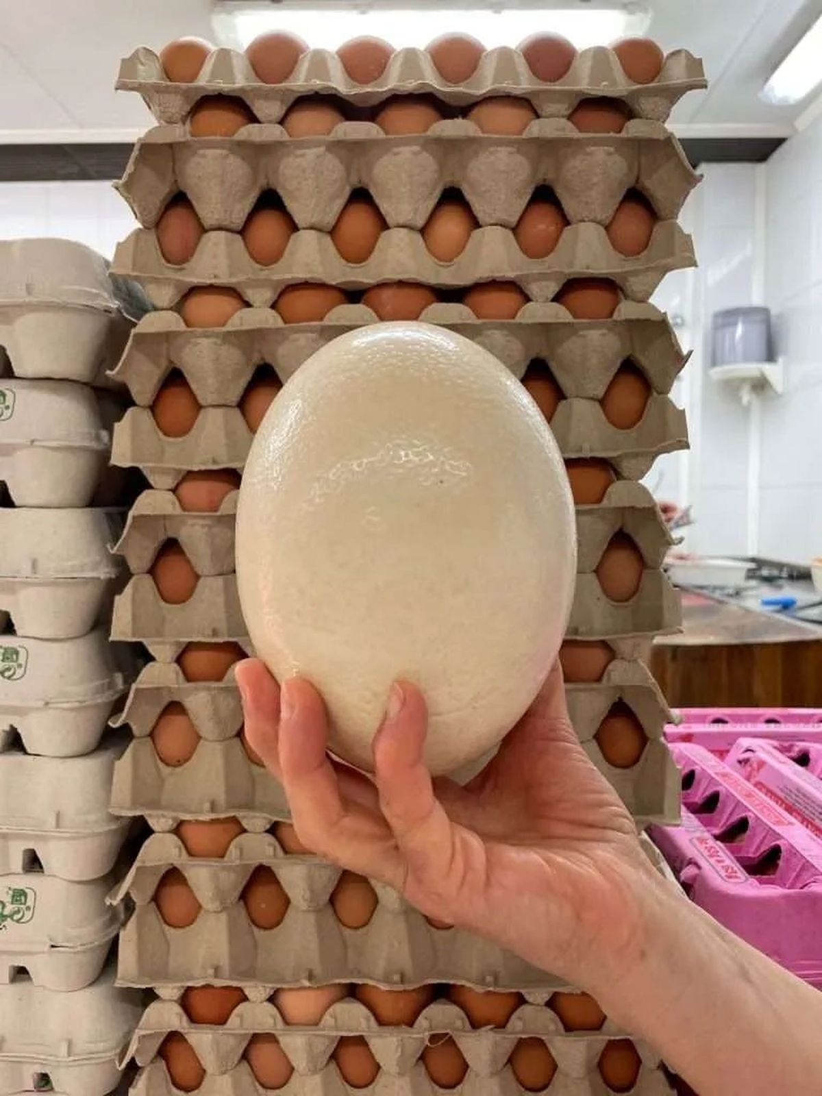 Respira profundo al conocer el animal que pone el huevo más grande y no ...