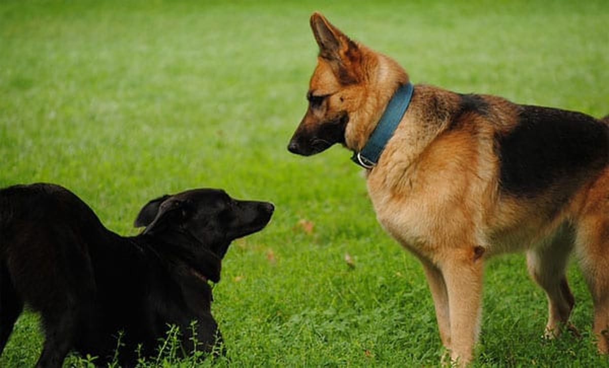 Qué significa que mi perro se tumbe cuando viene otro perro