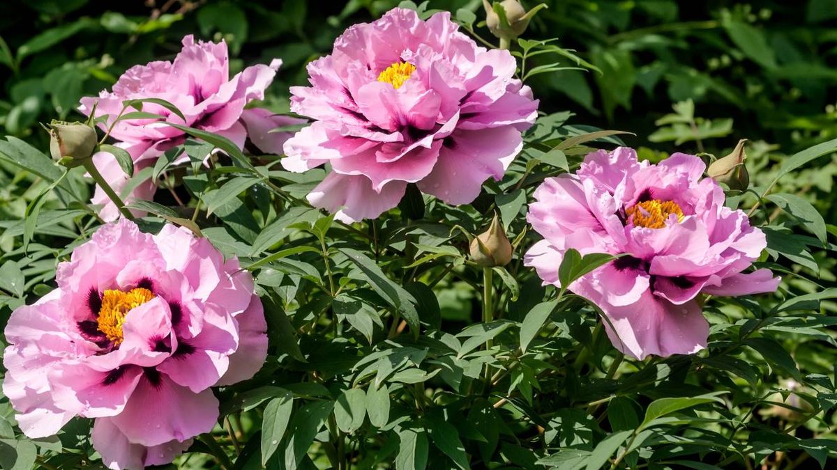 Los SECRETOS de la PEONÍA, la hermosa planta MEDICINAL que le da vida a ...