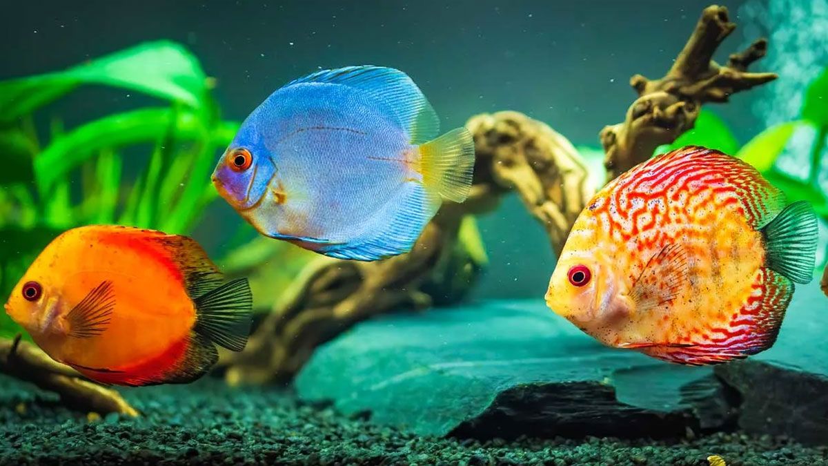 Beneficios de tener una pecera muy colorida en casa