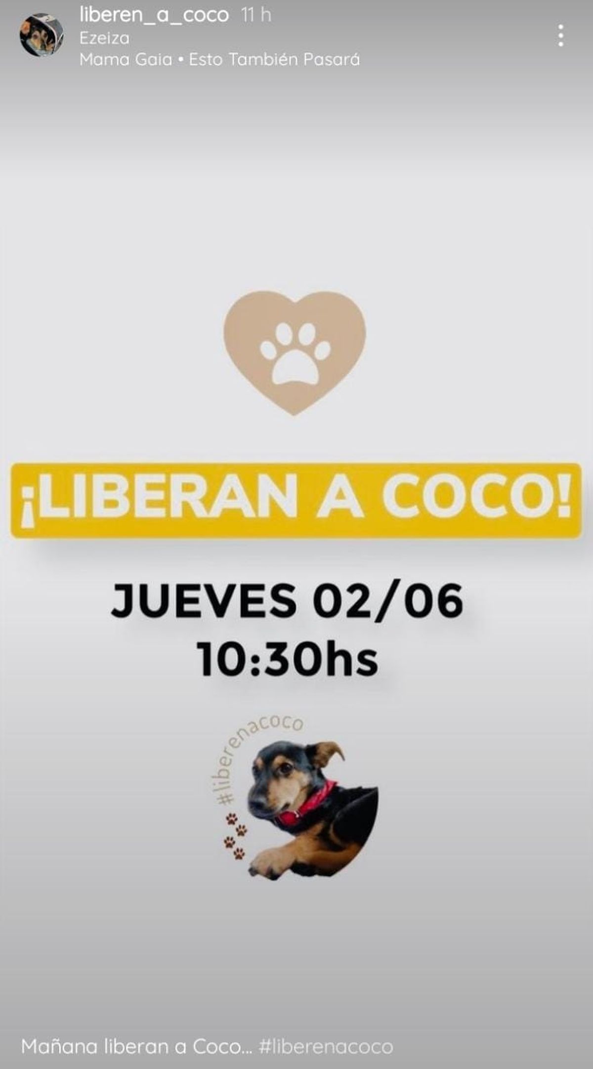 El perro Coco cumplió con su aislamiento y viajará a Córdoba junto a su ...