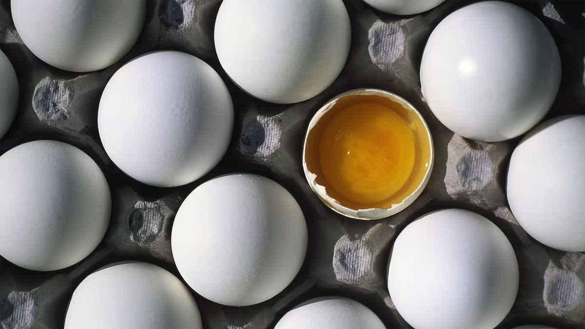 Salmonella: en que otros alimentos comunes como el huevo se encuentra ...