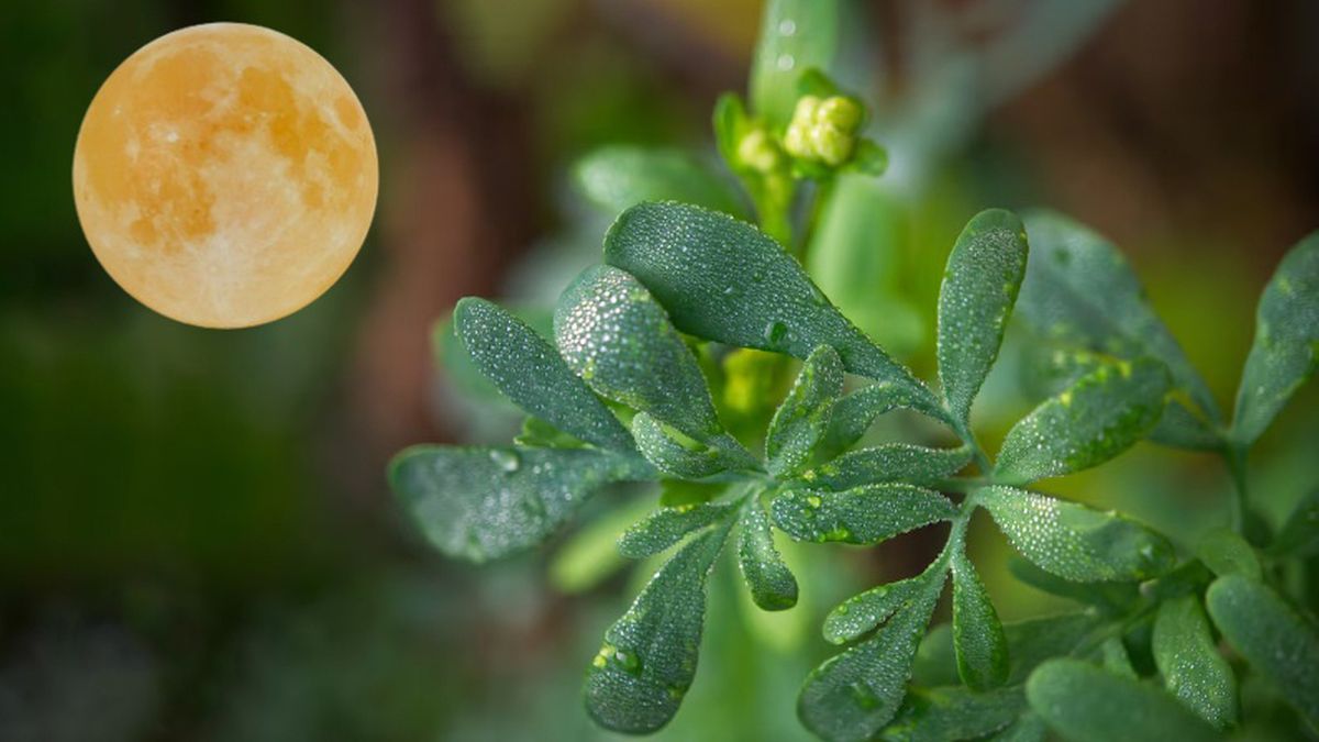 Qué significa tocar la RUDA del jardín durante la Luna Llena
