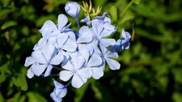 Jazmín. Últimas noticias de Jazmín - Diario UNO