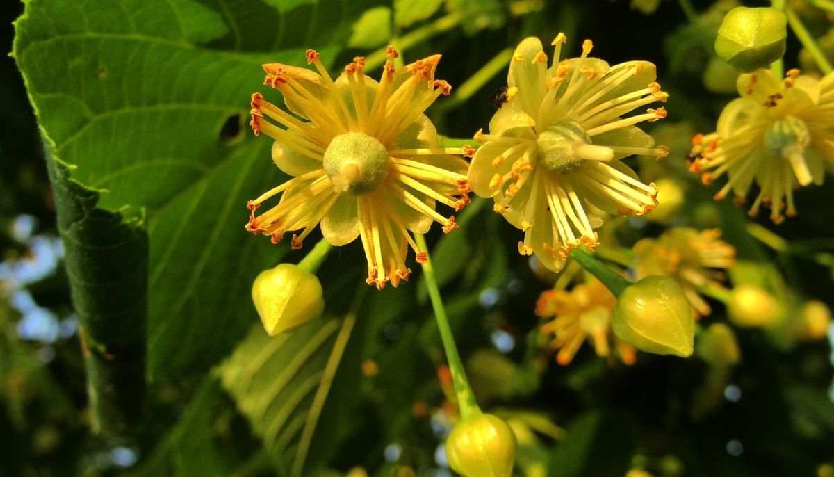 Cómo cuidar un árbol de tilo en noviembre para que inunde de aroma el ...