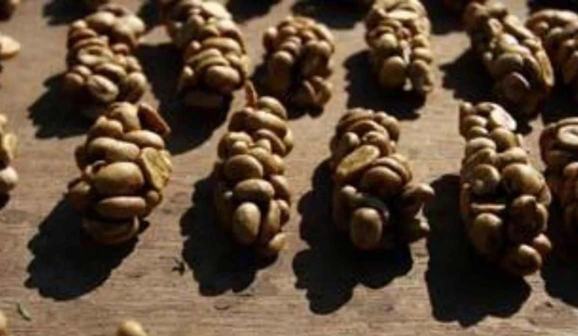 Café con caca de pájaro, la insólita y costosísima variedad