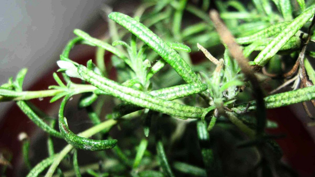 Qué significa que la planta de romero tenga manchas o polvo blanco en sus hojas, según expertos